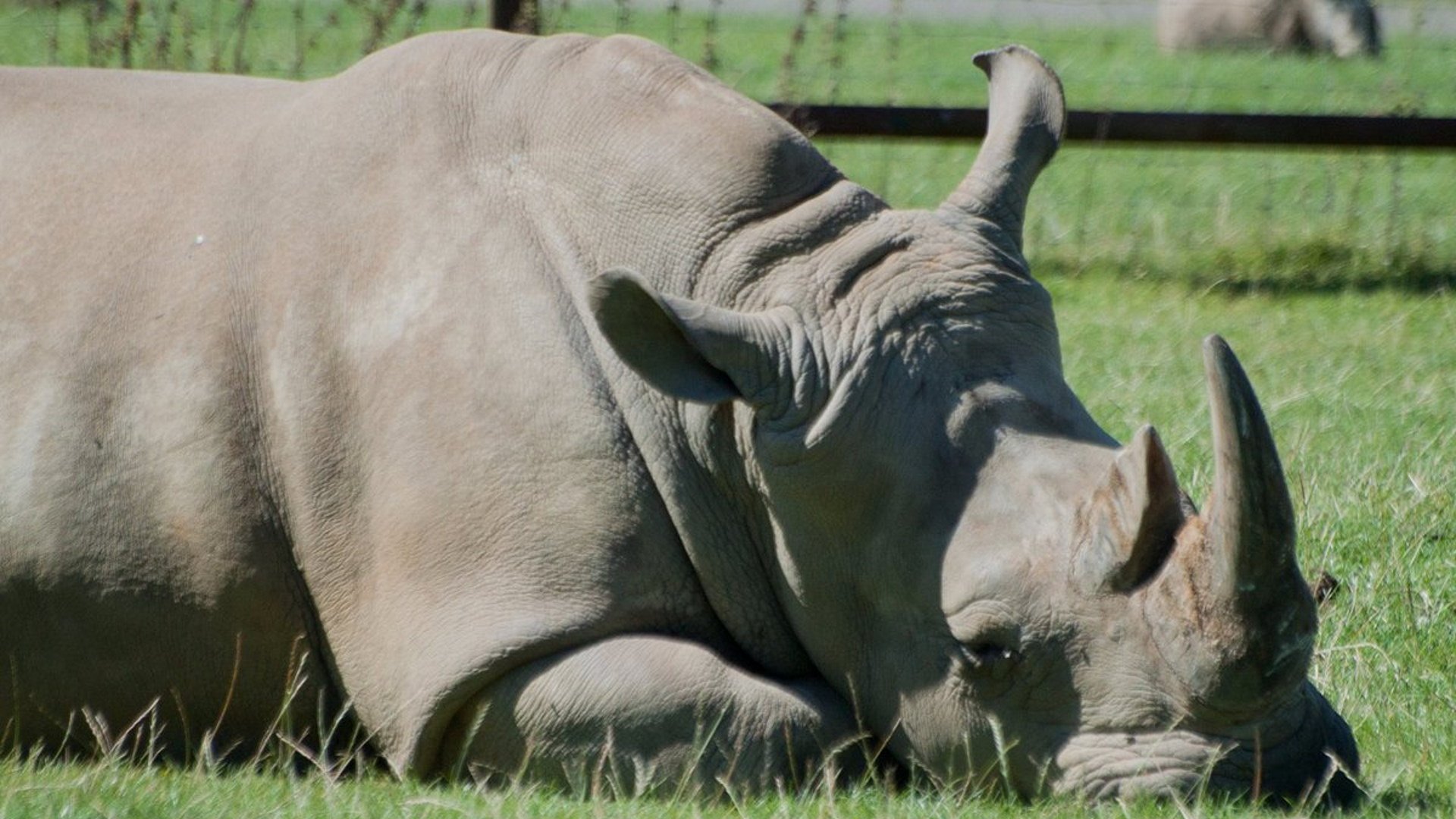 Longleat | Attractions Near Me