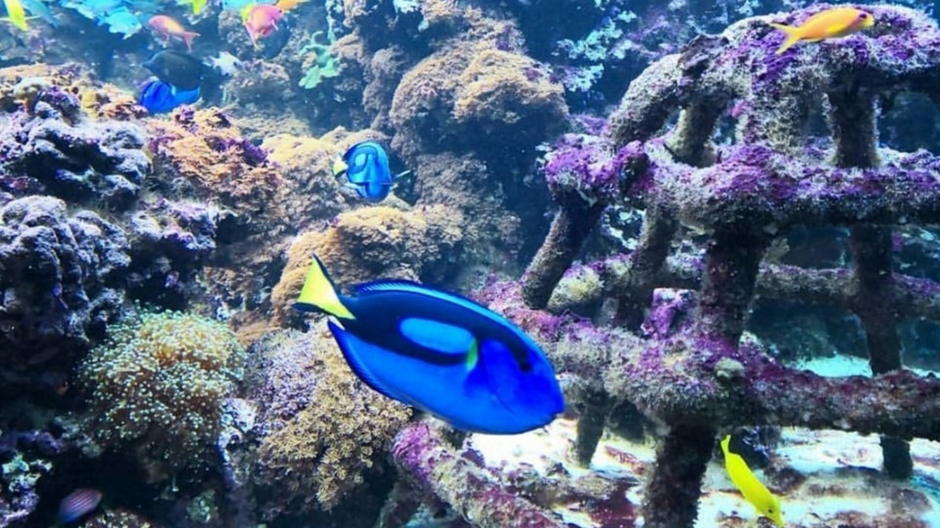 SEA LIFE Brighton | Attractions Near Me