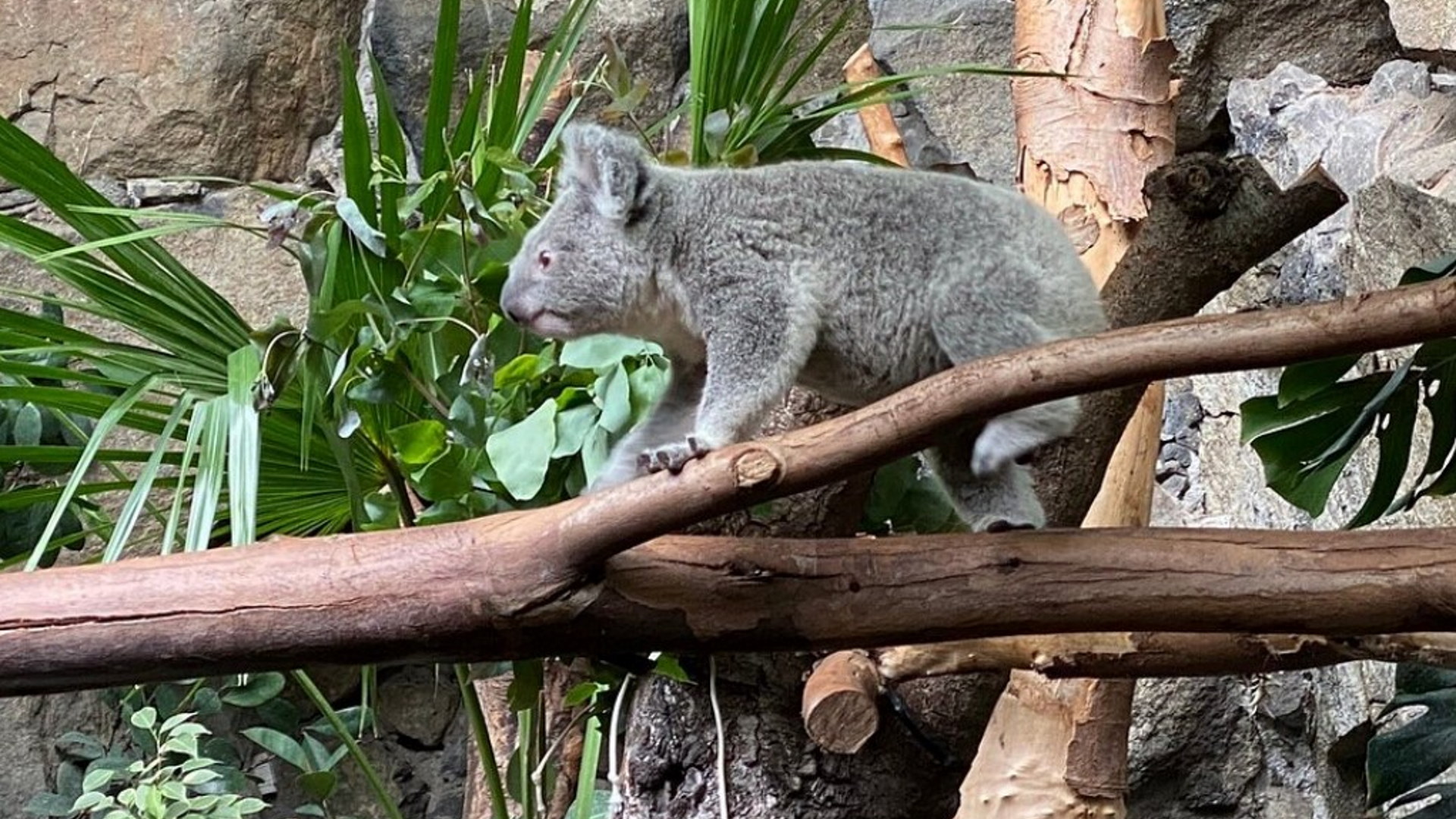 Edinburgh Zoo | Attractions Near Me