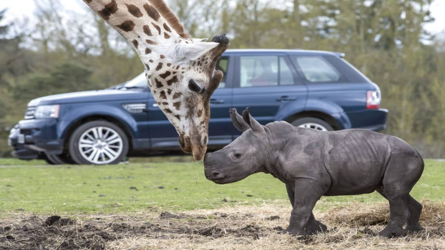 Top 10 UK Zoos and Wildlife Parks | Attractions Near Me