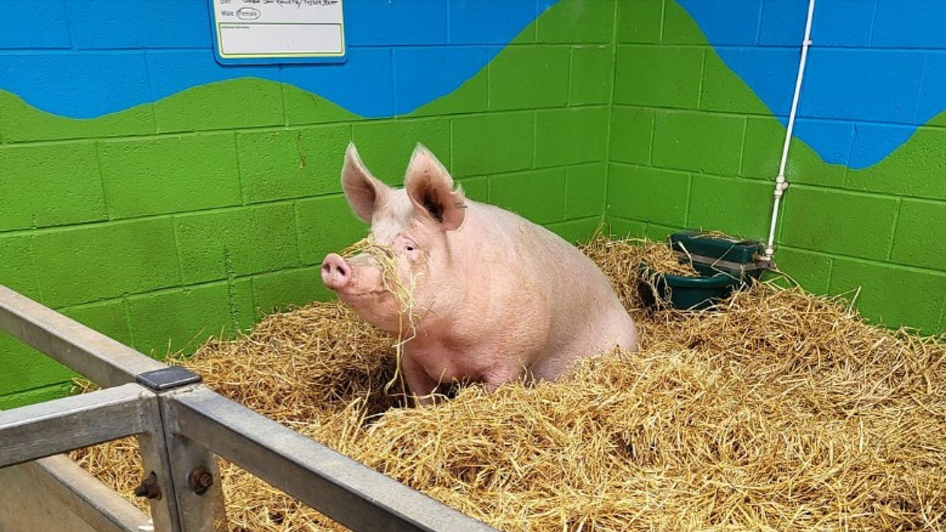 Monk Park Farm Half-Price Family Ticket | Attractions Near Me