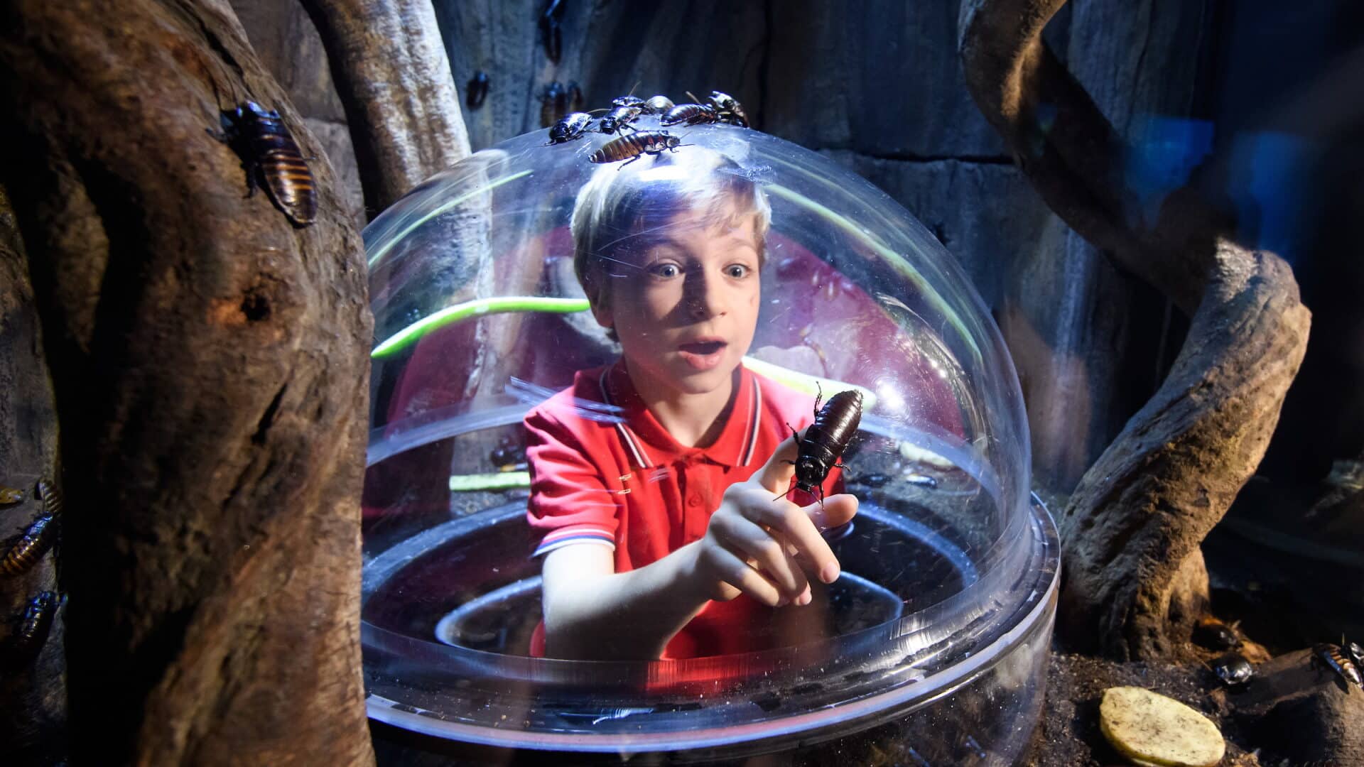 Fantastic Value Merlin Annual Pass | Attractions Near Me