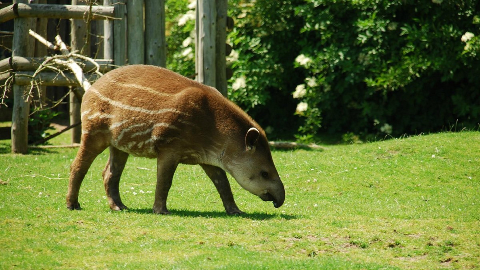 Twycross Zoo | Attractions Near Me