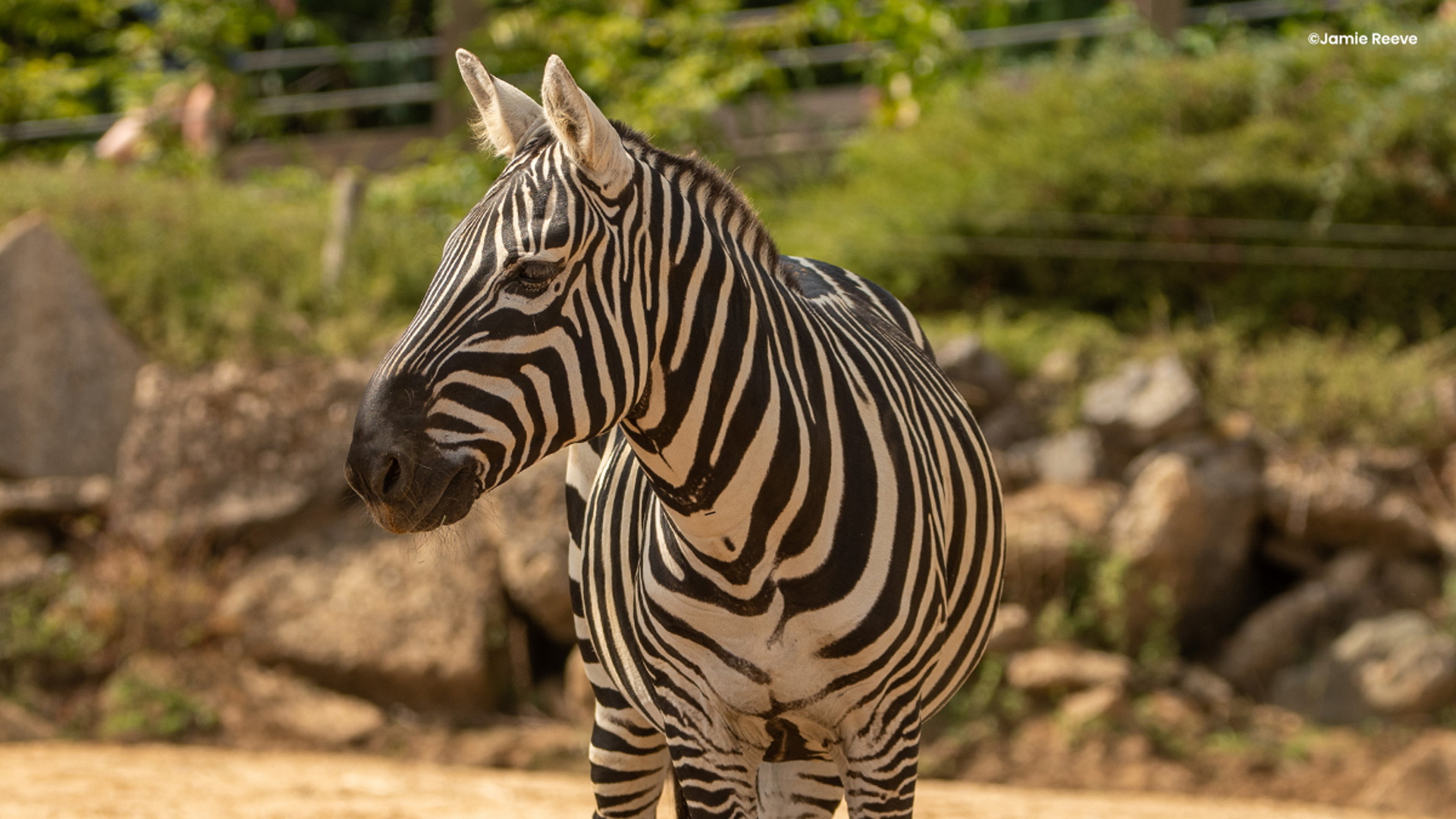 Colchester Zoo | Attractions Near Me