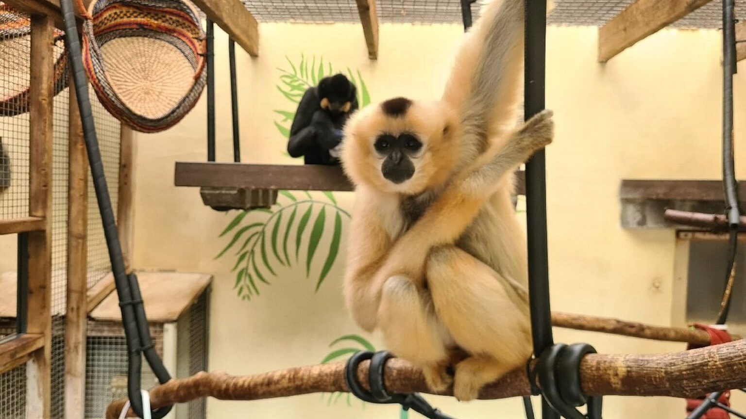 Monkey World | Attractions Near Me