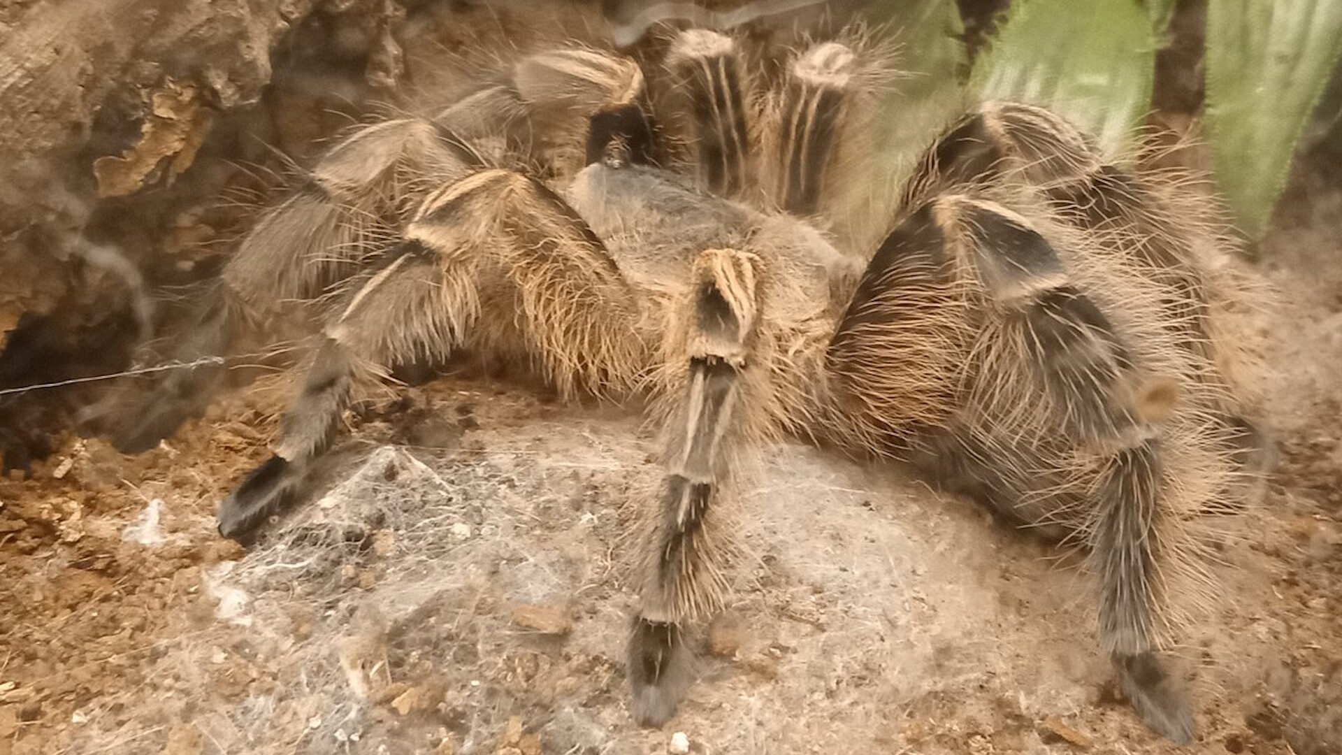 Amazona Zoo | Attractions Near Me