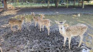 Hoo Zoo & Dinosaur World | Attractions Near Me