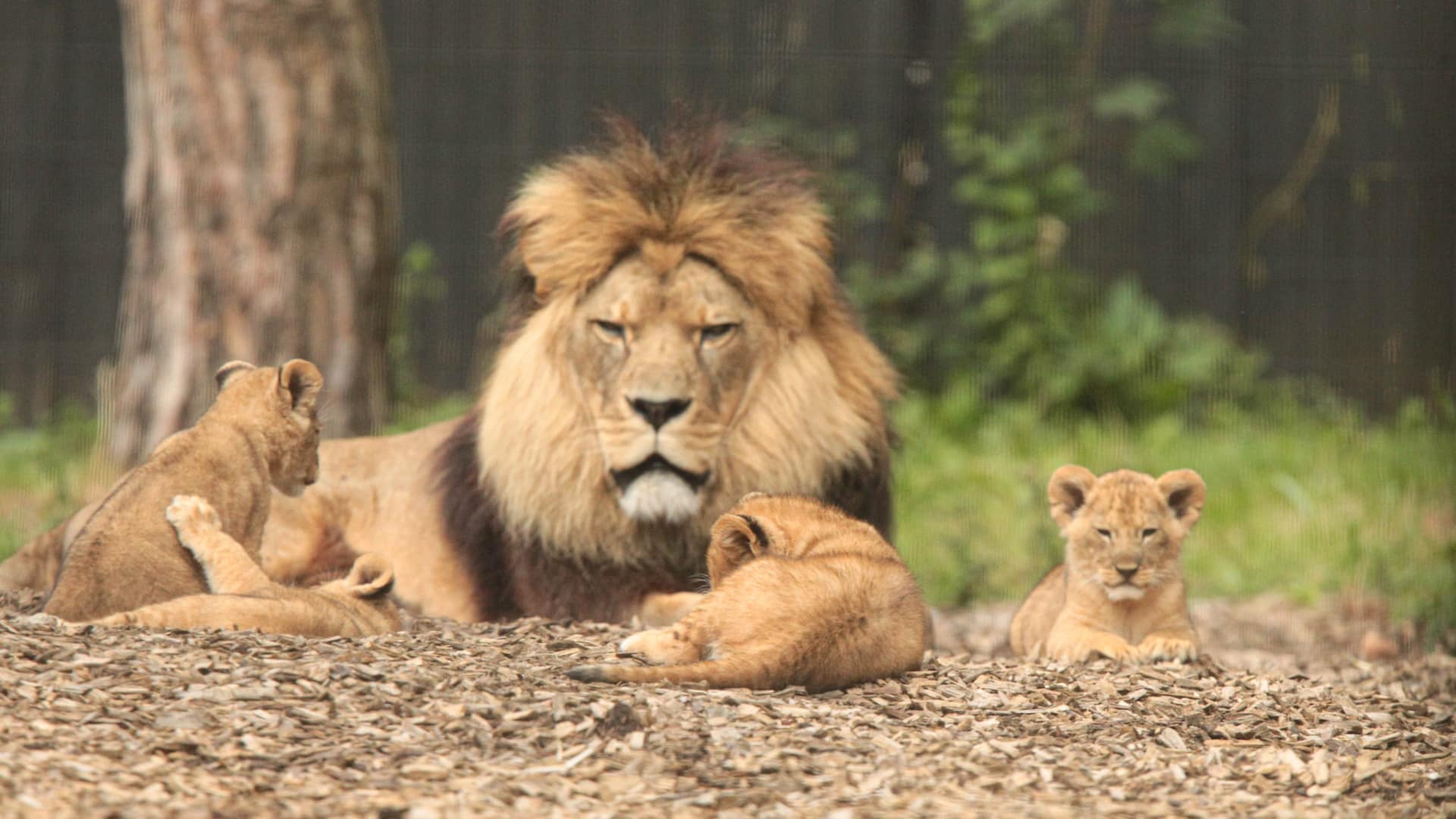Discount Port Lympne Animal Park Entry, Safari and Digital Adoption ...