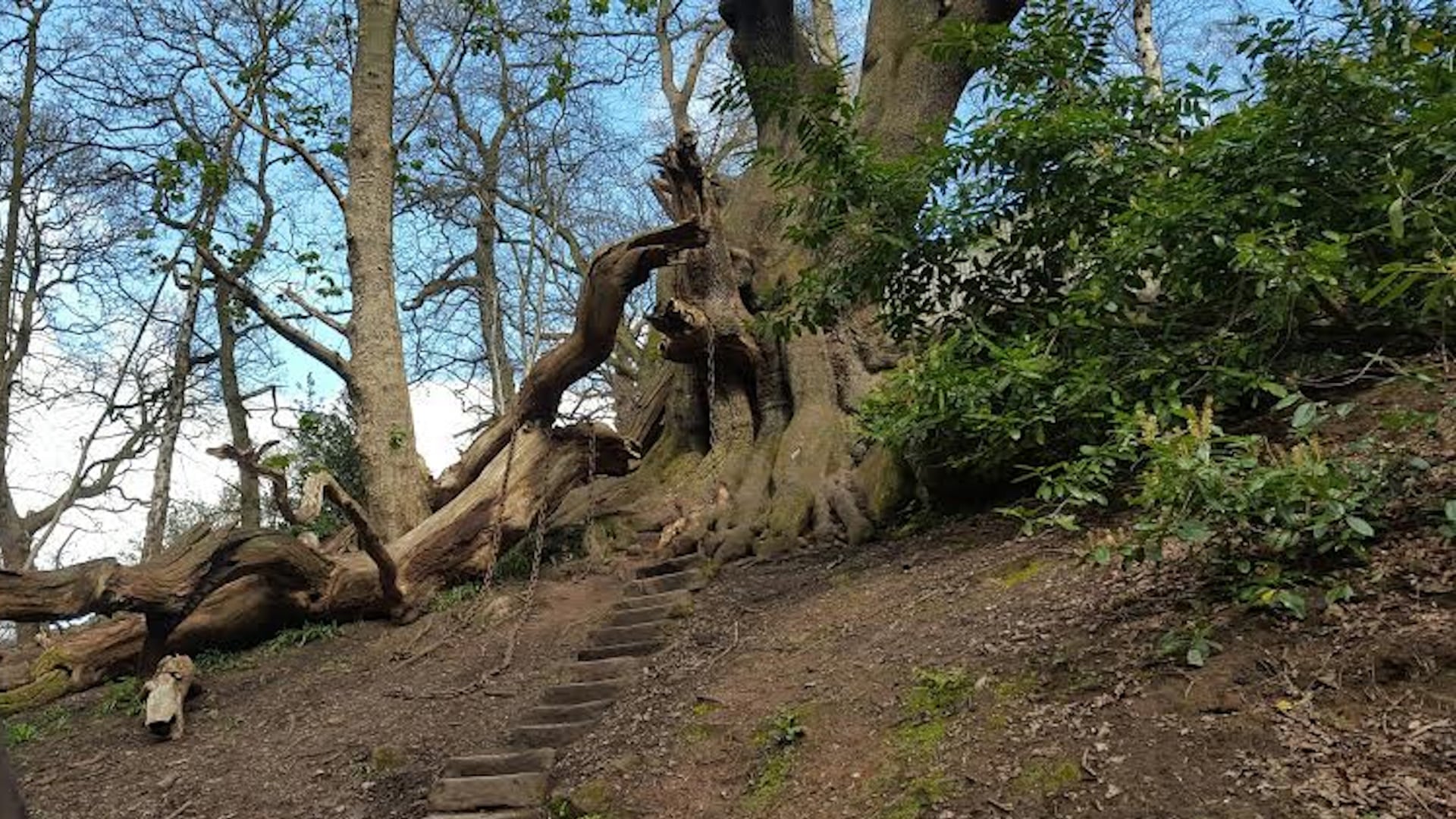 A Creepy Tree with a local legend that Inspired a Theme Park Ride ...