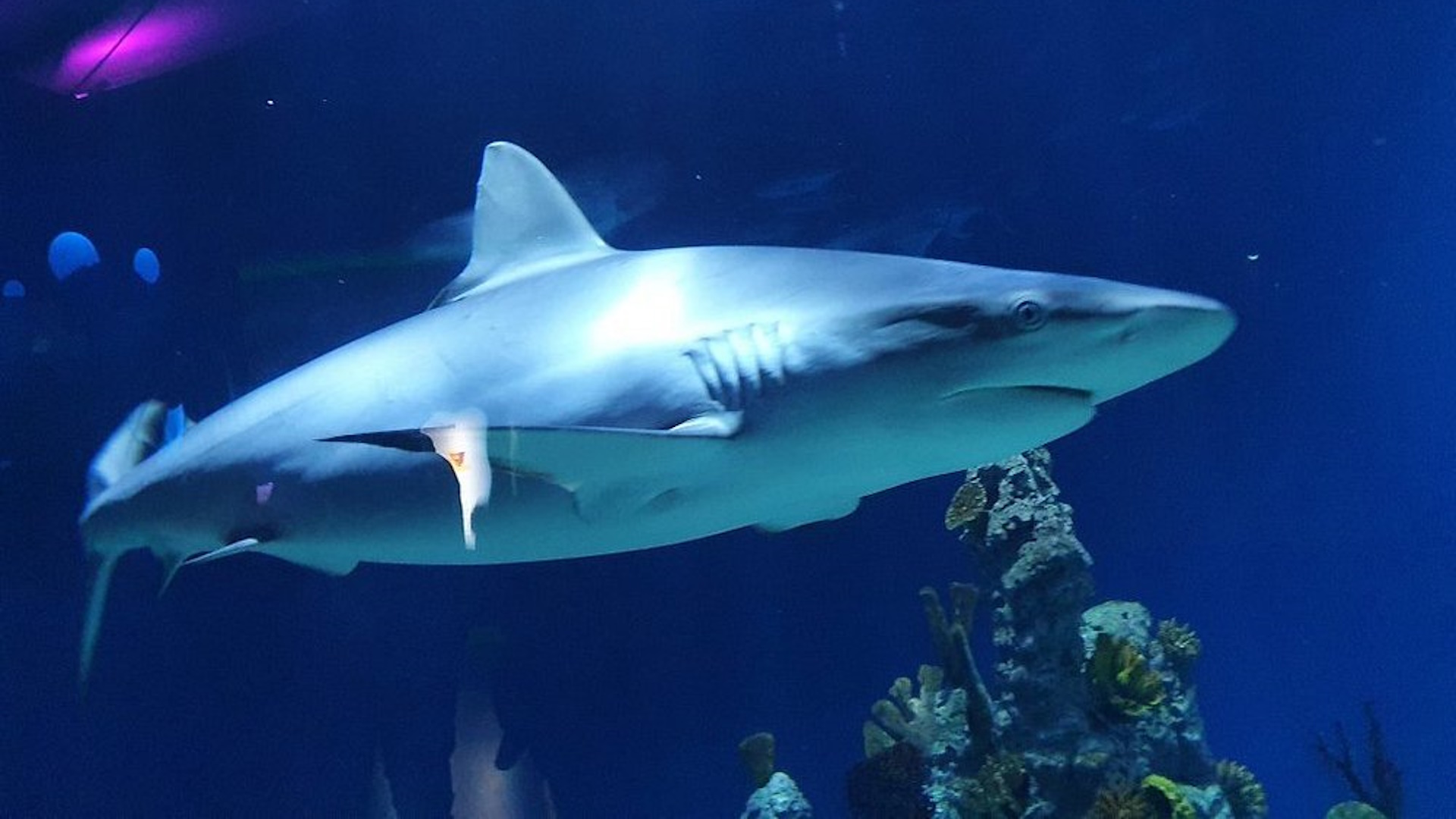 The Deep | Attractions Near Me