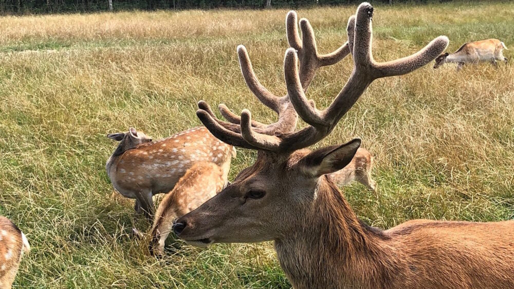 Days Out Near Me | Attractions Near Me