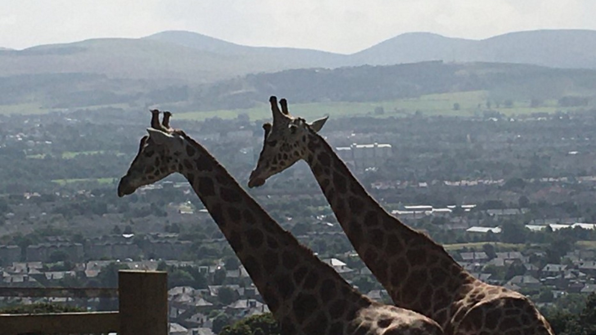 Top 10 UK Zoos and Wildlife Parks | Attractions Near Me