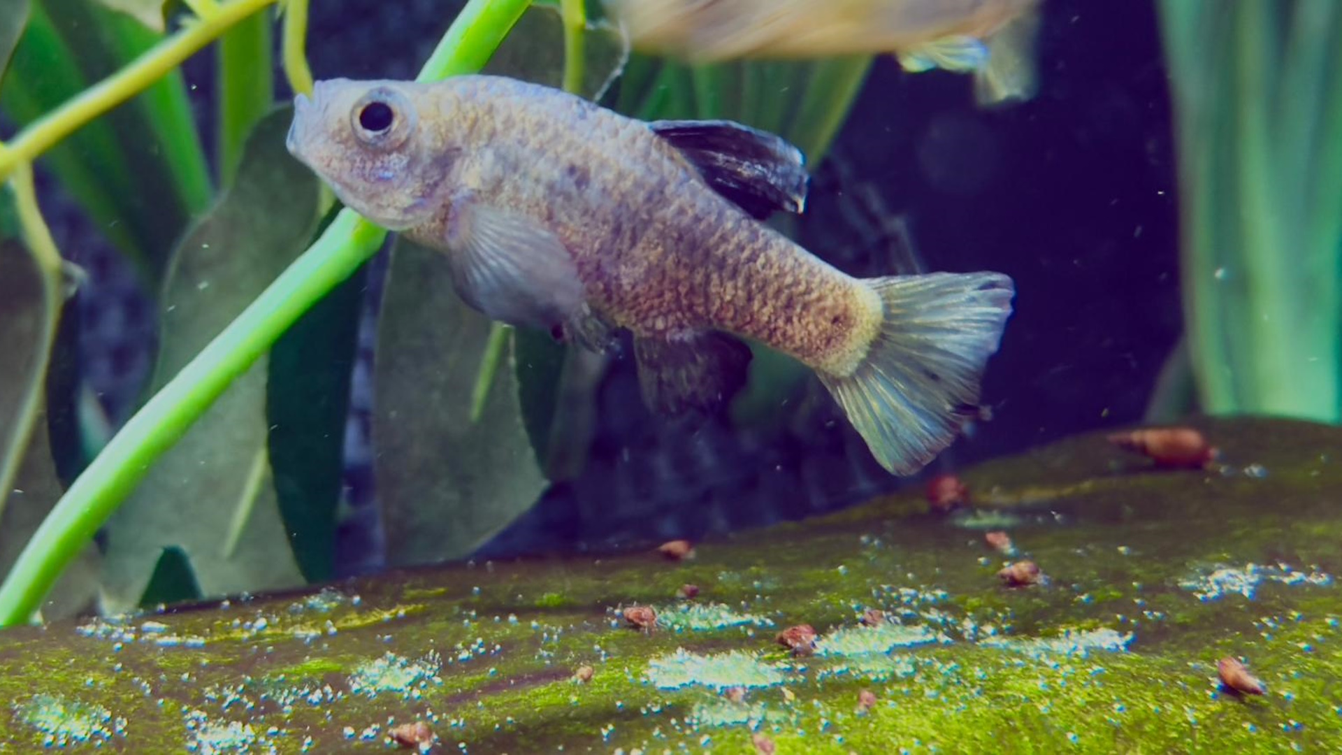 Whipsnade Zoo Launches Ambitious Plan to Save a Rare Fish From ...