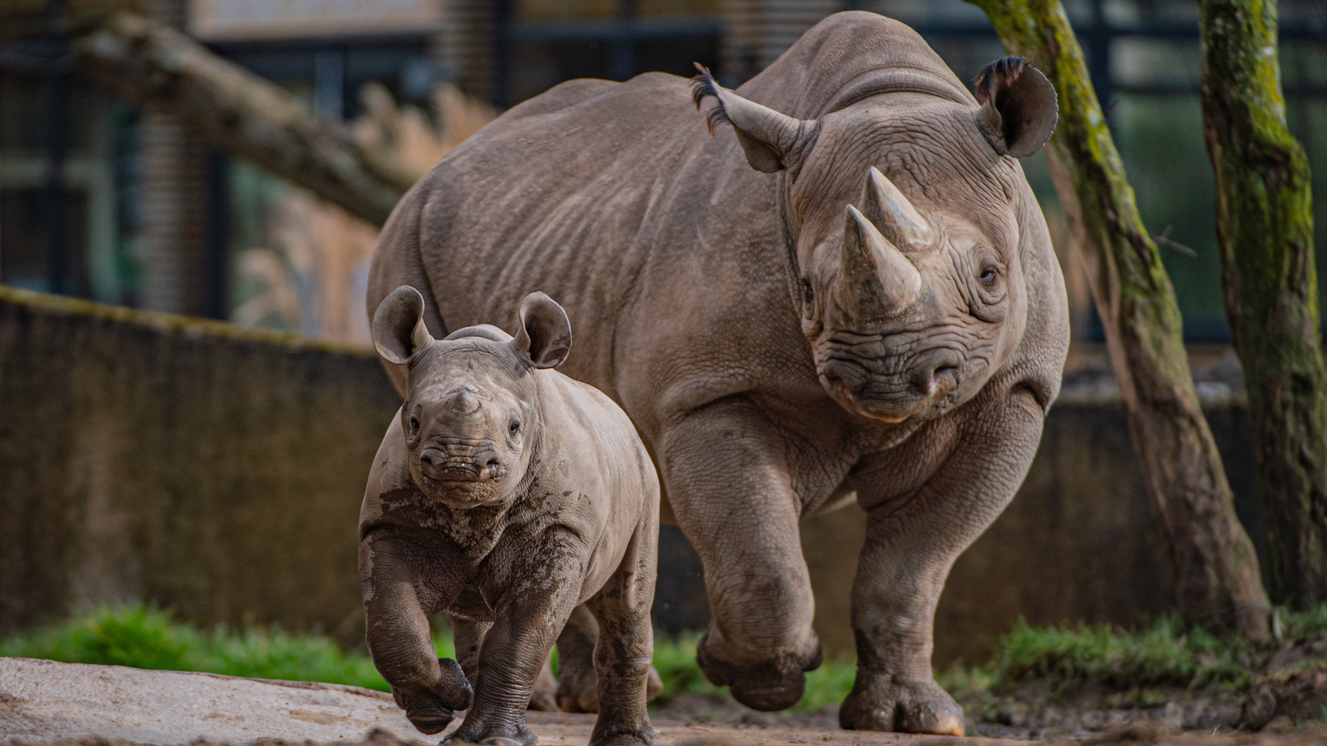 UK’s Top 10 Best Zoos & Wildlife Parks | Attractions Near Me