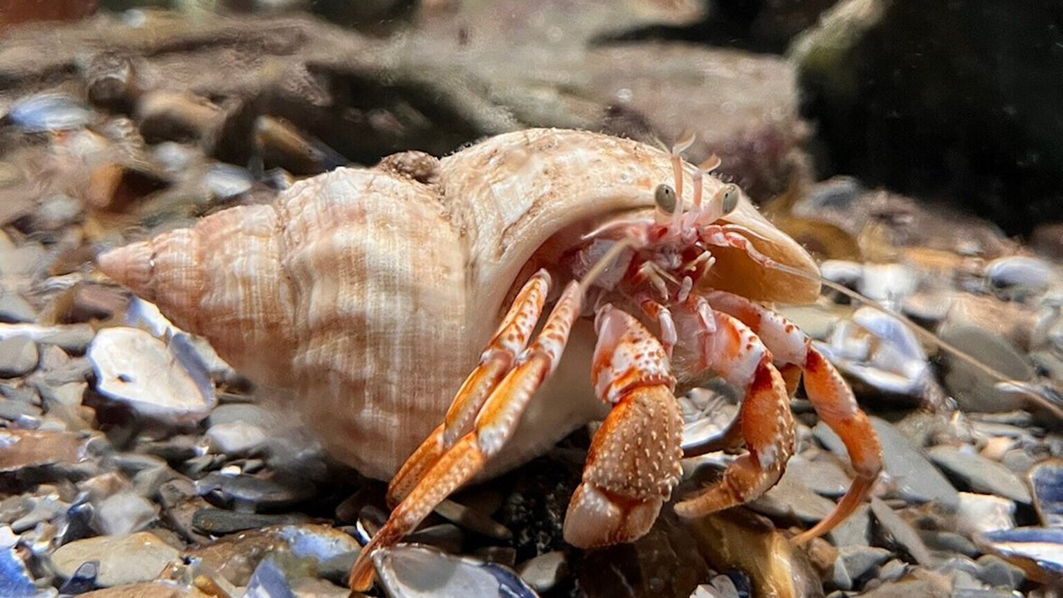 UK Aquariums Near Me : Family Fun | Attractions Near Me