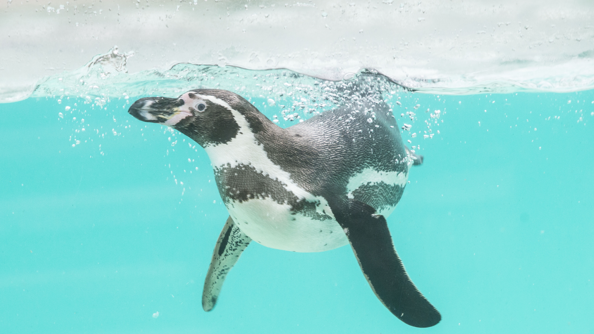 Brilliant Wildlife Adventures: Zoos and Parks Your Family Will Love ...