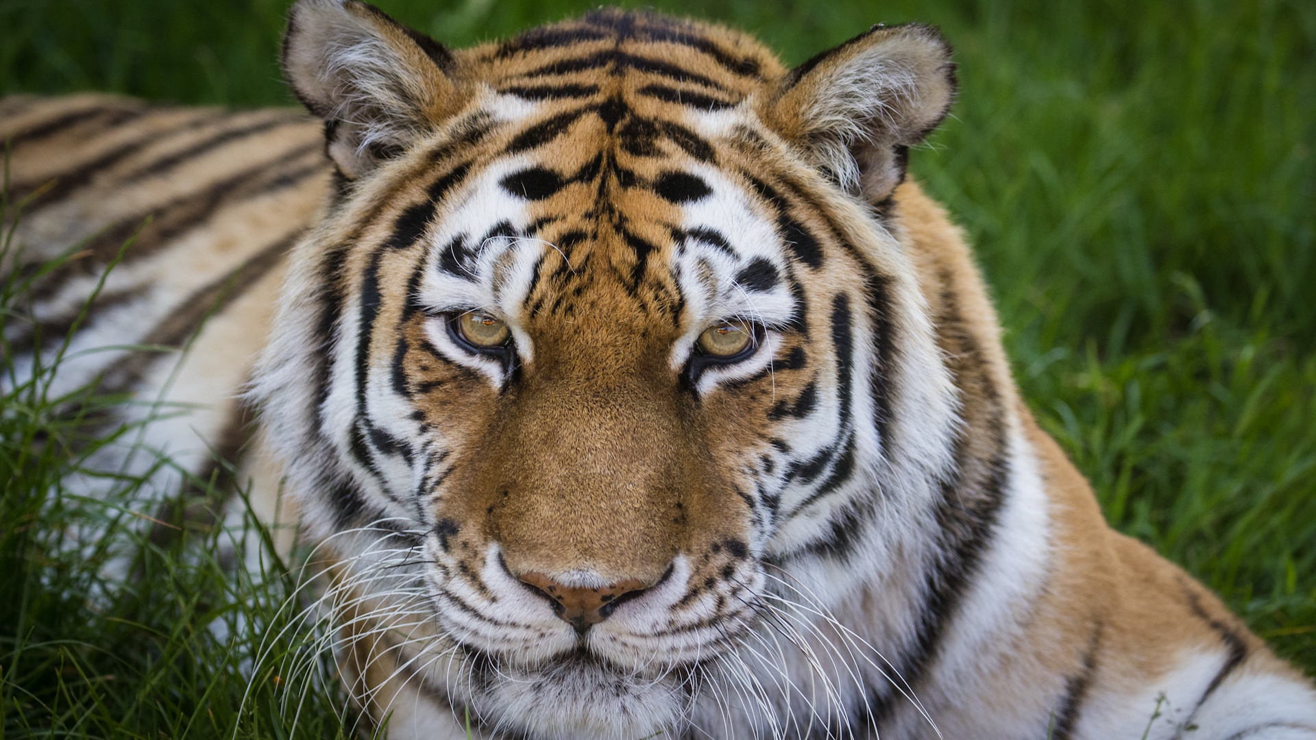 Days Out Near Me | Attractions Near Me