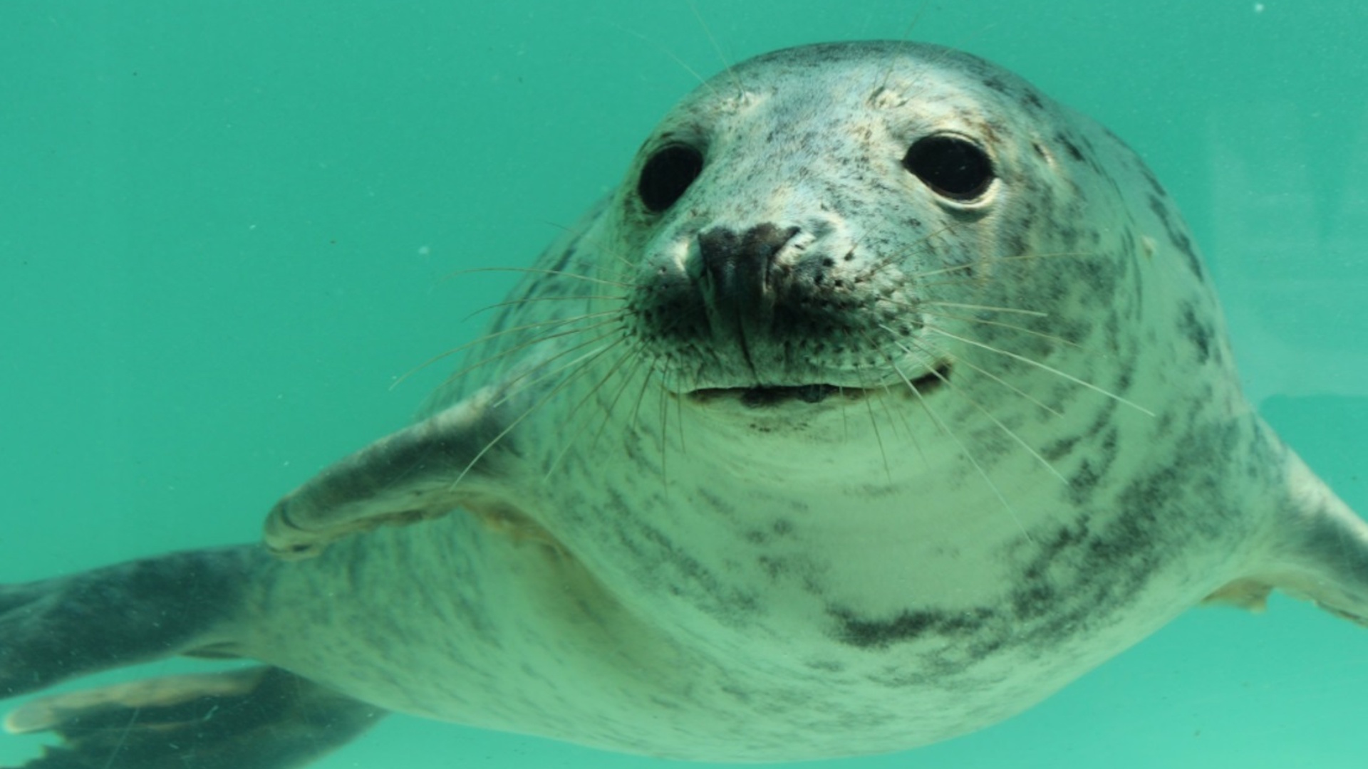 Days Out Near Me | Attractions Near Me