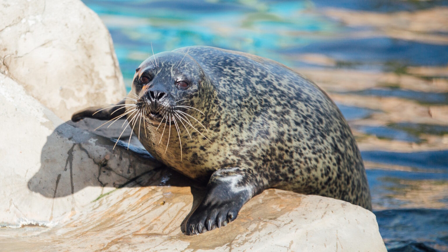 Days Out Near Me | Attractions Near Me